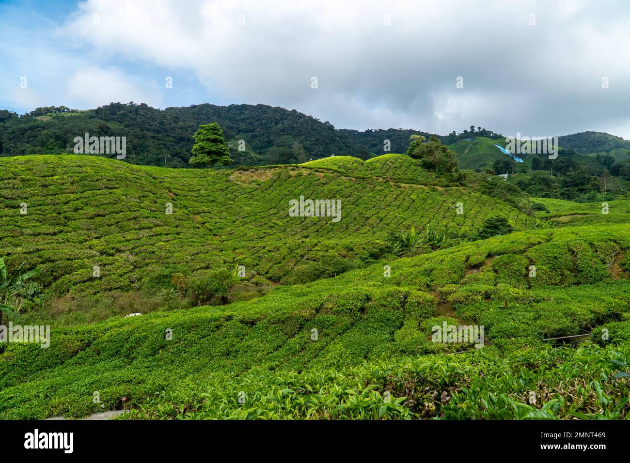 Beautiful Tea plantation landscape in Cameron highlands, Malaysia ...