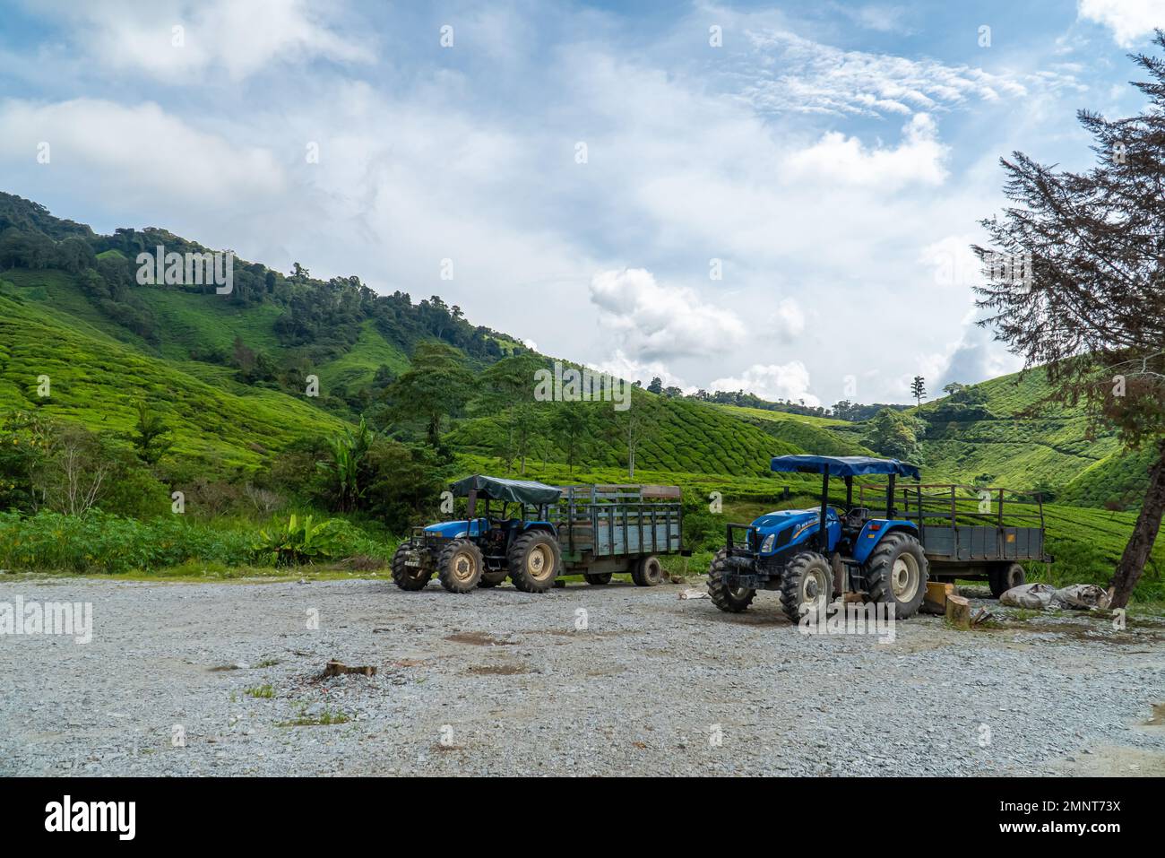 Tractor and cart parked on gravel ground with beautiful tea plantation ...
