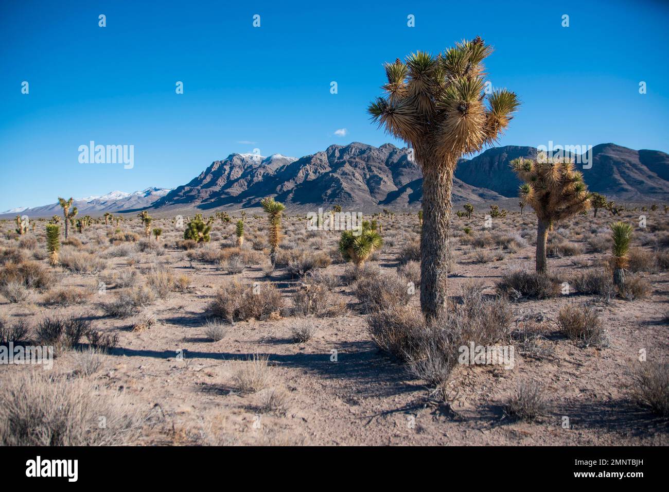 Parts of Nevada, like this stretch of Nye County, are populated with ...