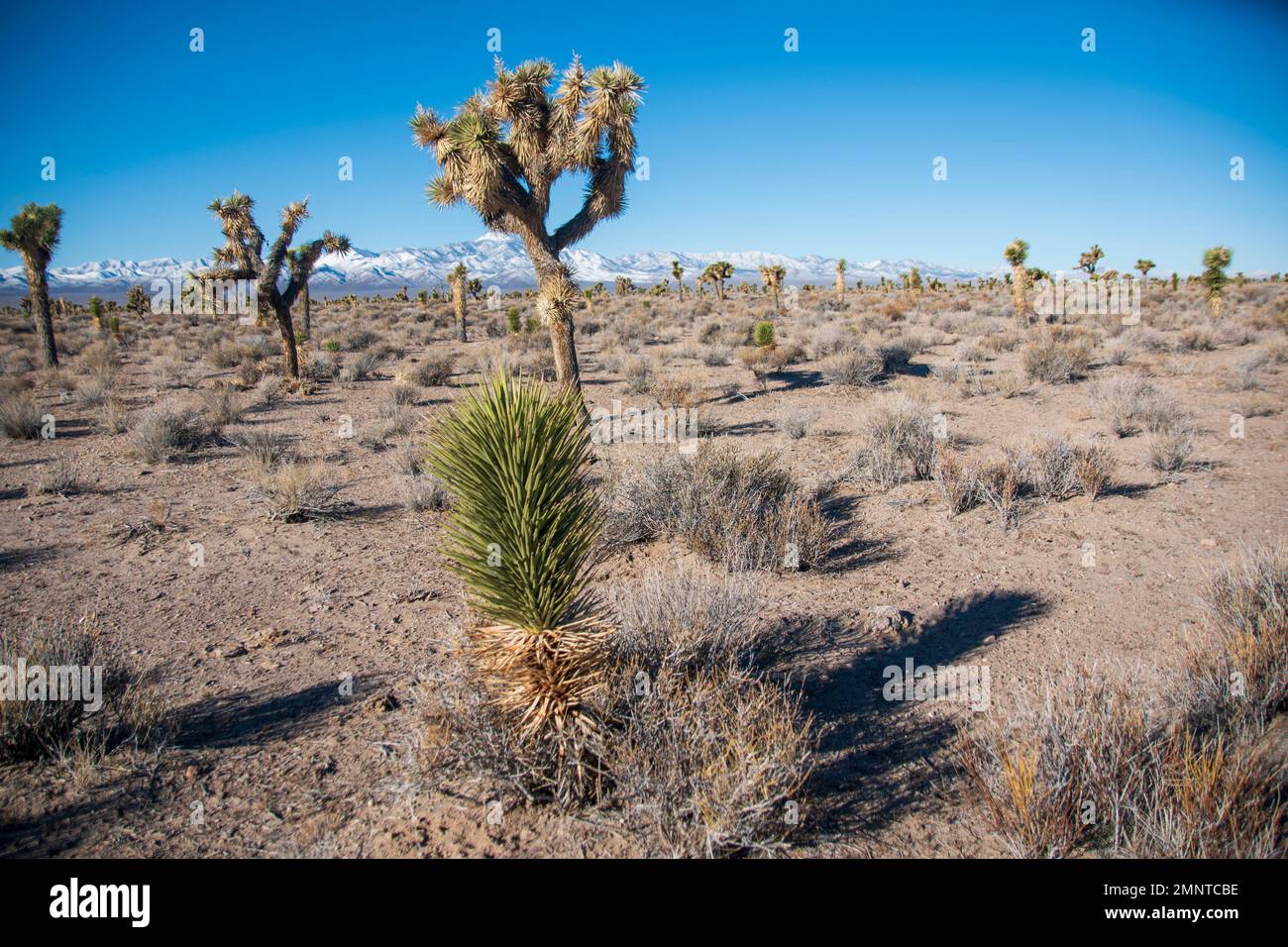 Parts of Nevada, like this stretch of Nye County, are populated with ...