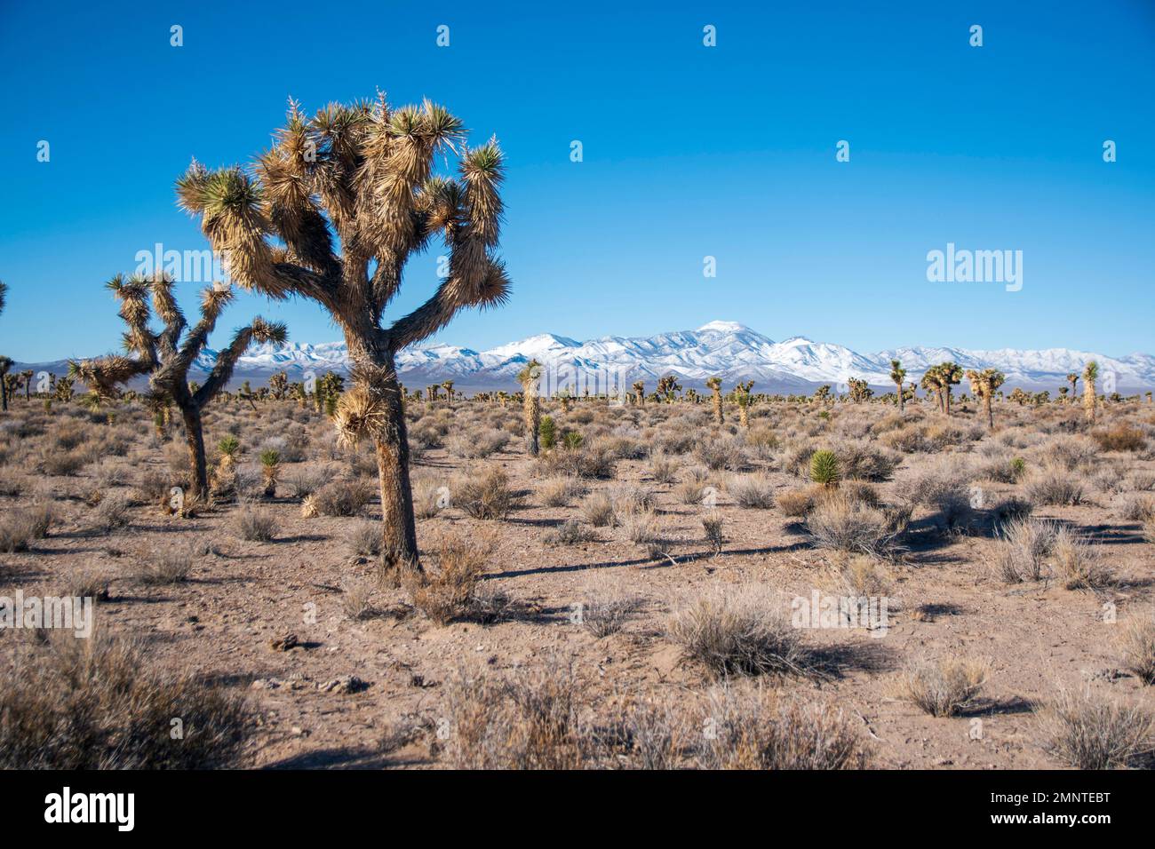 Parts of Nevada, like this stretch of Nye County, are populated with ...