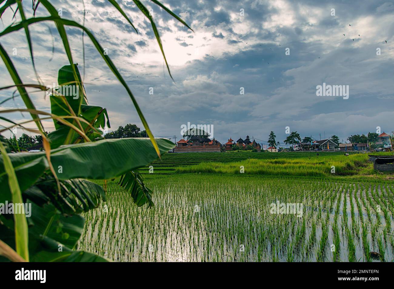 Rice fields in Bali, Indonesia. Green grass Stock Photo - Alamy