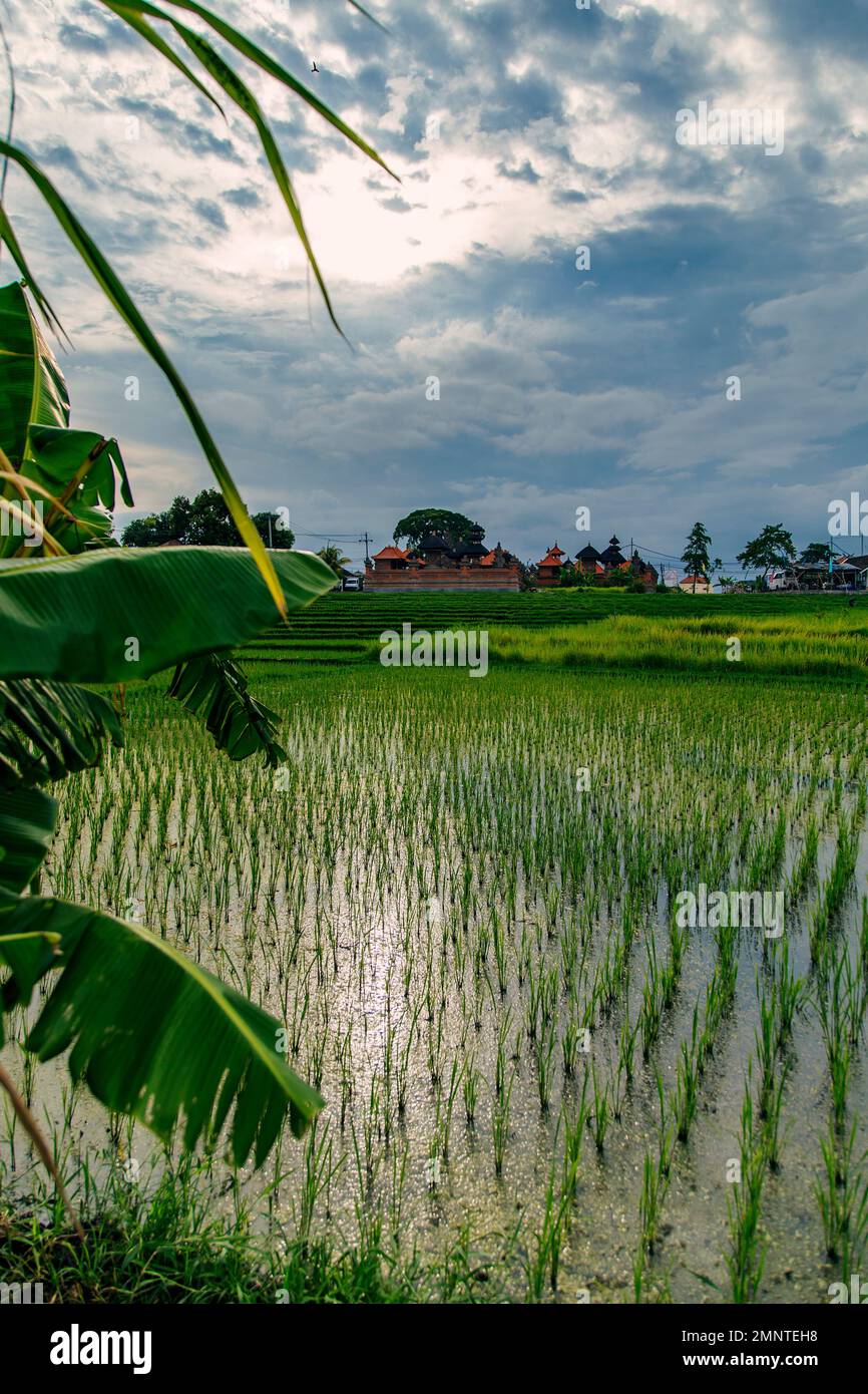 Rice fields in Bali, Indonesia. Green grass Stock Photo - Alamy