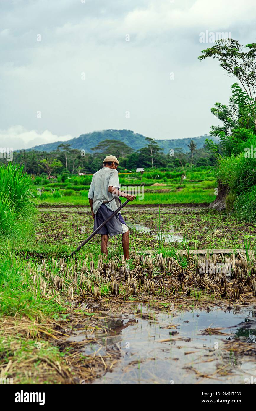 Laborer in the rice fields, working in the sunshine in the open field ...