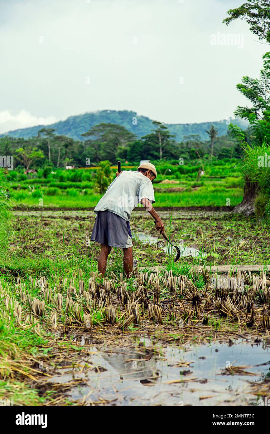 Laborer in the rice fields, working in the sunshine in the open field ...