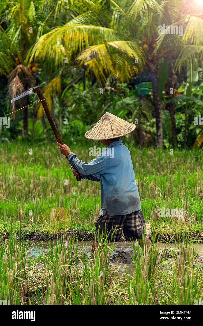 Laborer in the rice fields, working in the sunshine in the open field ...