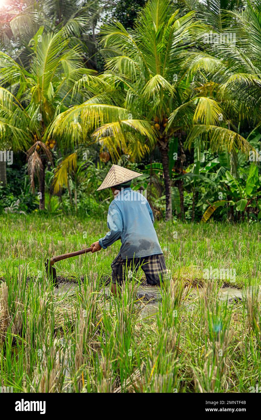 Laborer in the rice fields, working in the sunshine in the open field ...