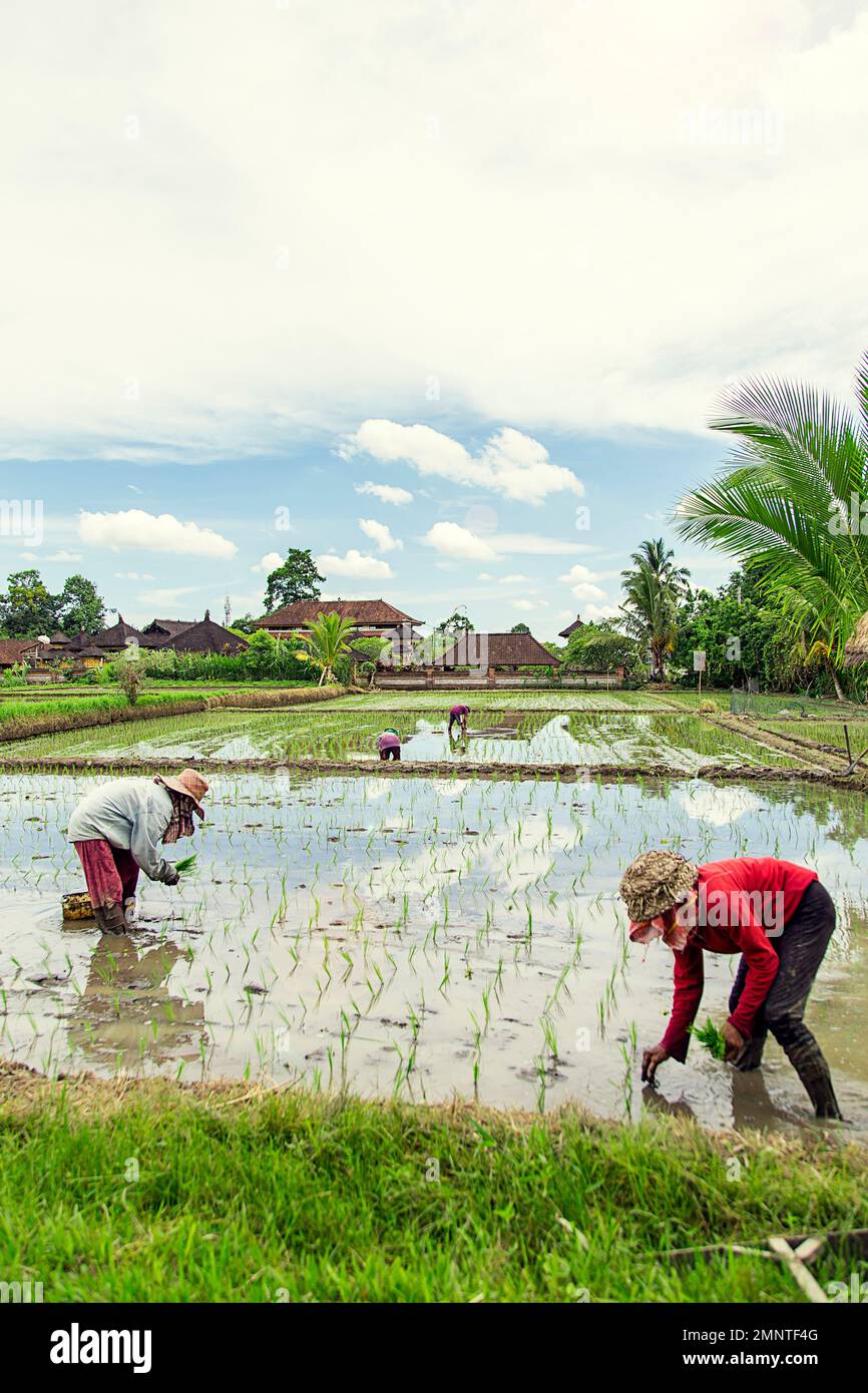 Laborers in the rice fields, working in the sunshine in the open field ...