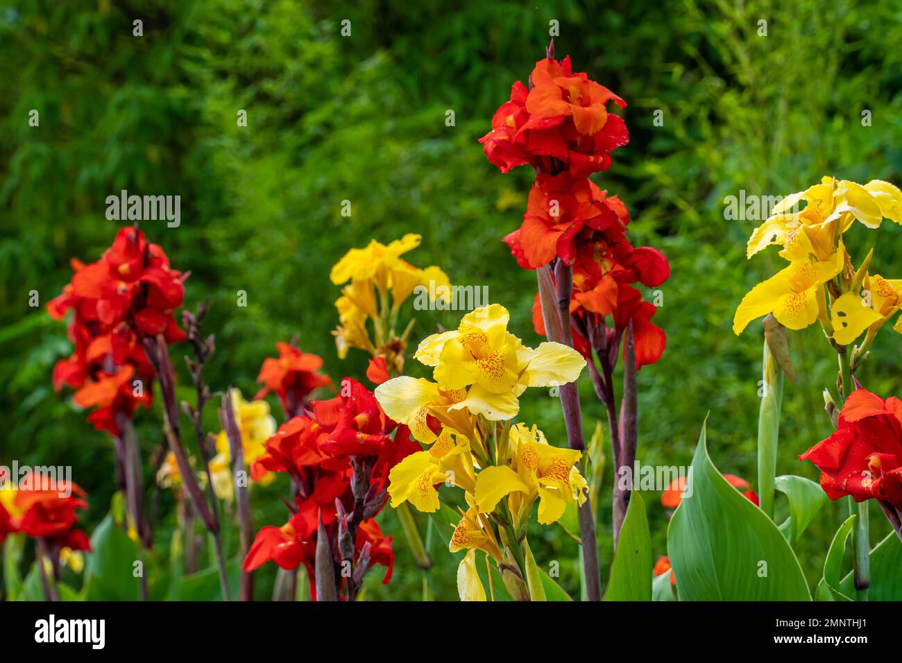 Yellow flower with red spots called Canna Yellow King Humbert and red ...
