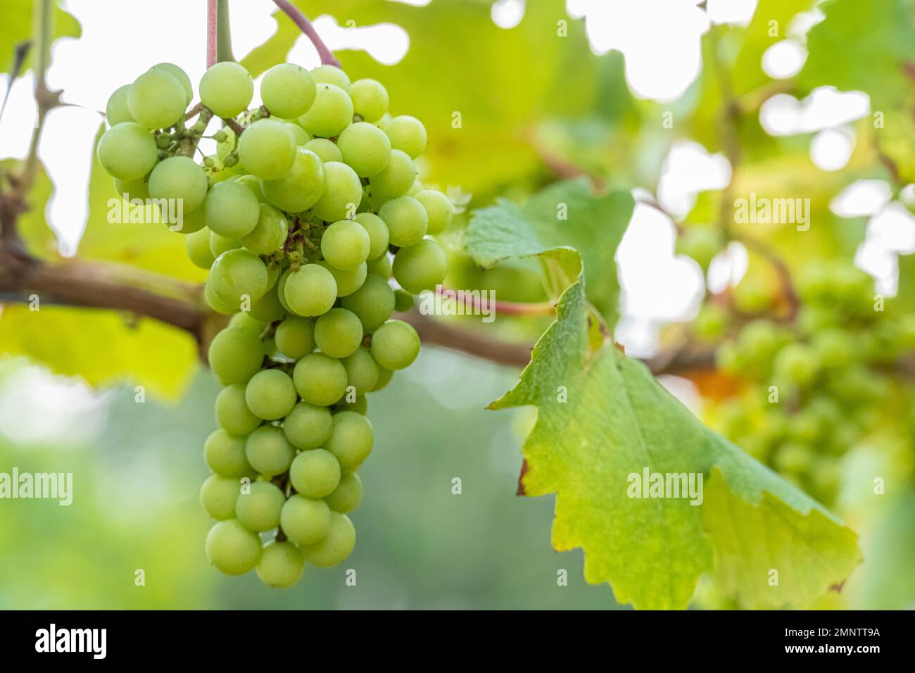 Georgia grown grapes hi-res stock photography and images - Alamy