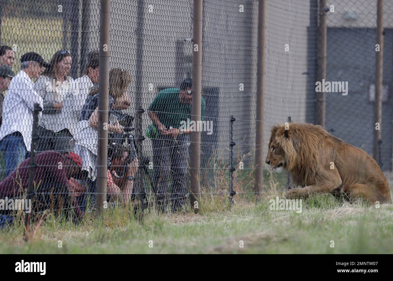 Two-year-old Saeed, who was rescued from Syria by the animal rights ...