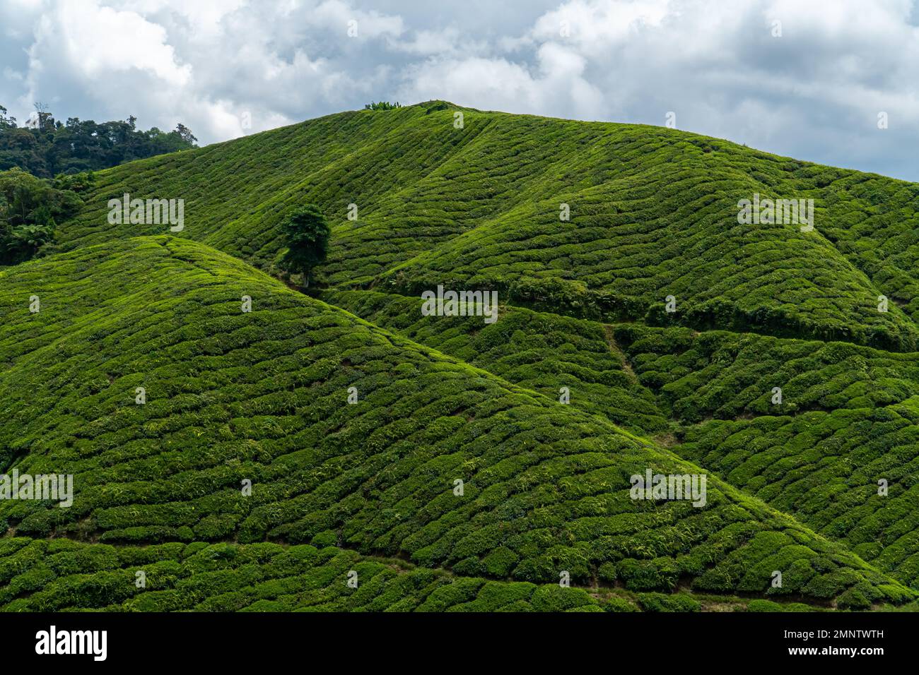 Beautiful Tea plantation landscape in Cameron highlands, Malaysia ...