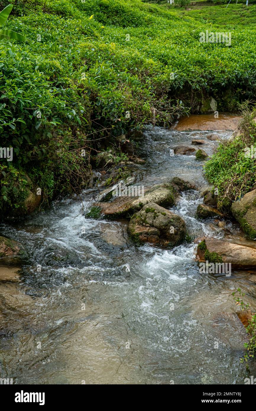 River stream waterfall in forest landscape. Water flow in the stream ...