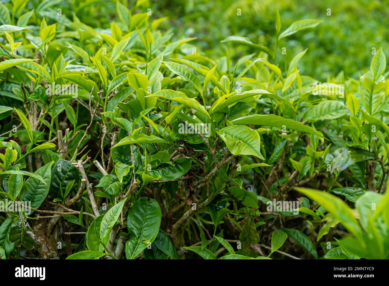 Fresh tea leave in tea plantation. Green tea garden. Close up of tea ...