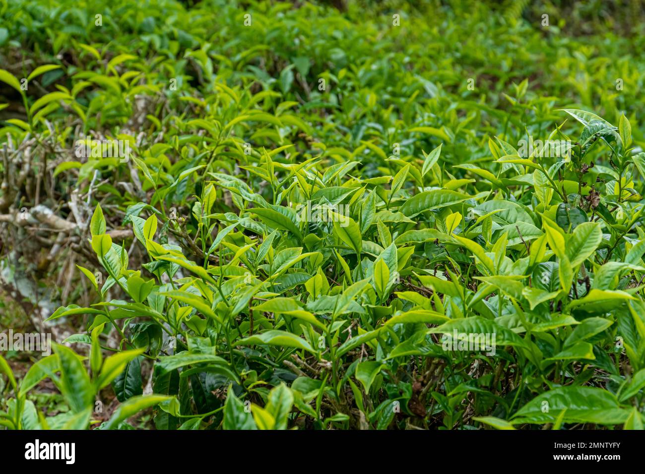 Fresh tea leave in tea plantation. Green tea garden. Close up of tea ...