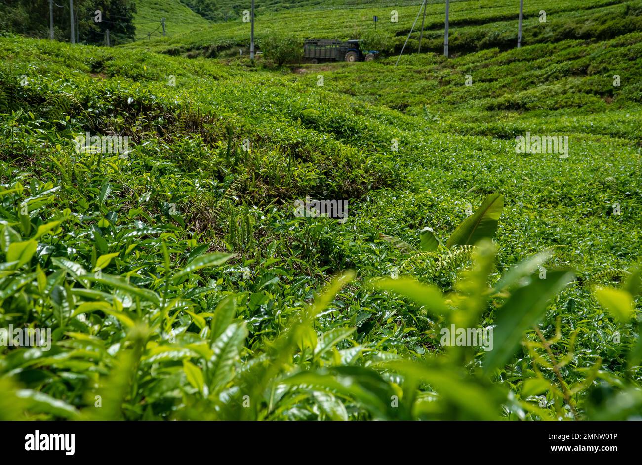 Fresh tea leave over tea plantation background. Green tea garden. Close ...