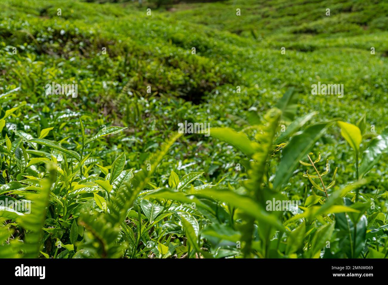 Fresh tea leave over tea plantation background. Green tea garden. Close ...