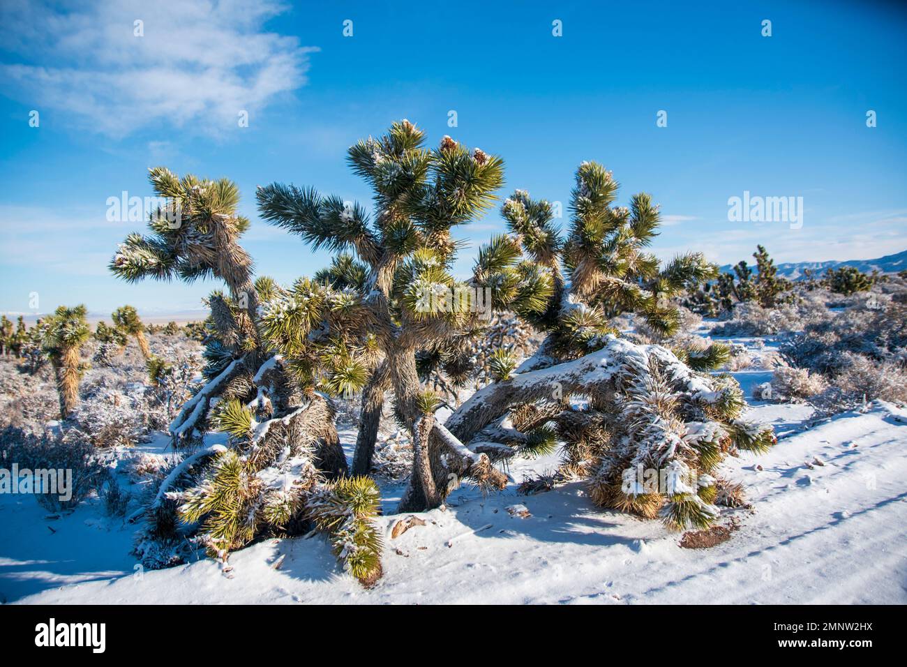 Joshua trees are incredibly beautiful with a fresh dusting of snow ...