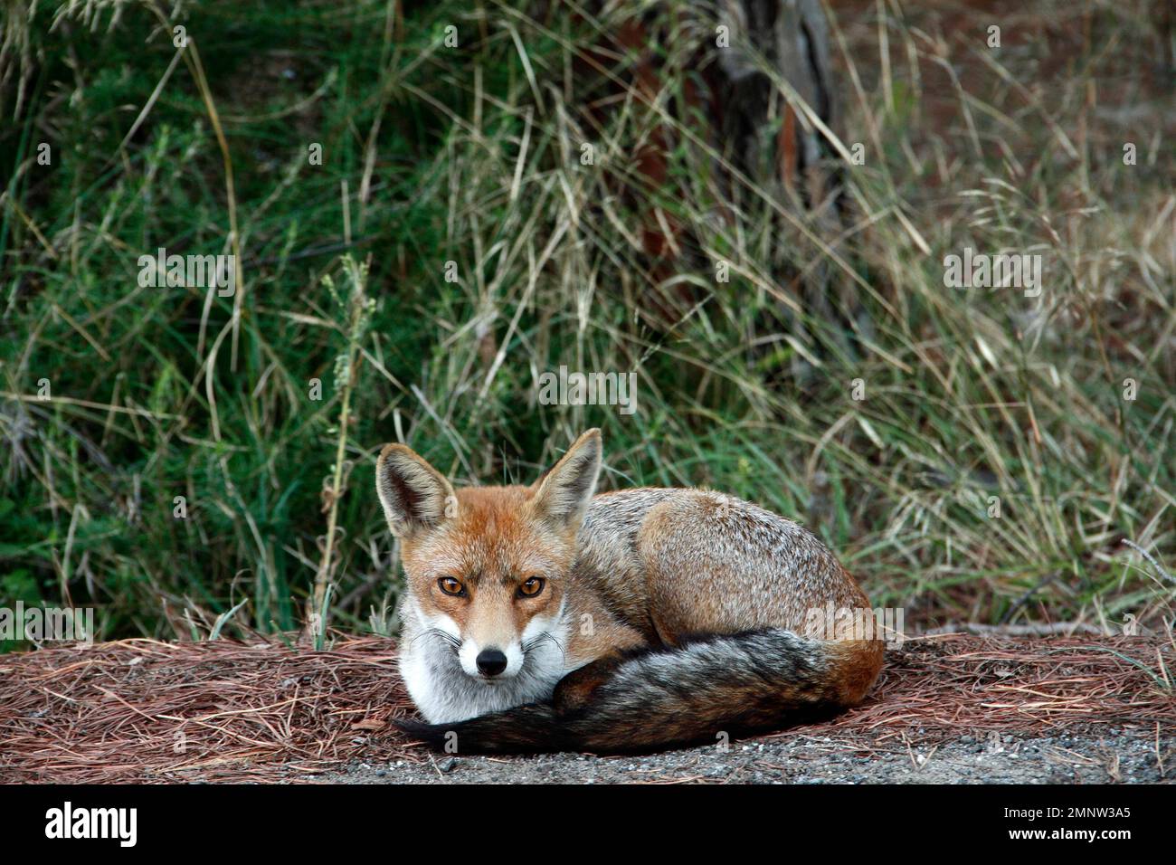 Fox looking up hi-res stock photography and images - Alamy