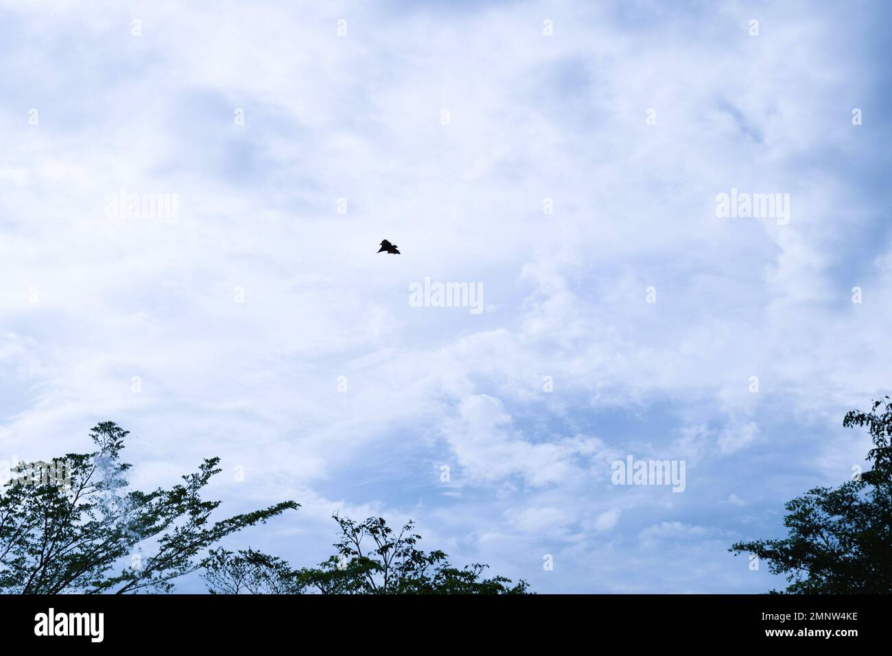 Bats flying during the day, blue sky. Characteristics of the City of ...