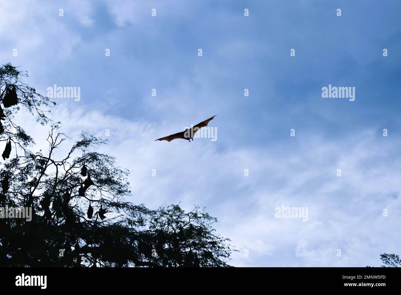 Bats flying during the day, blue sky. Characteristics of the City of ...