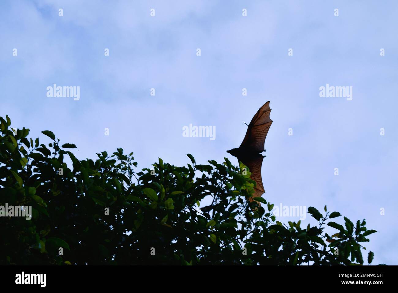 Bats flying during the day, blue sky. Characteristics of the City of Soppeng, South Sulawesi ...