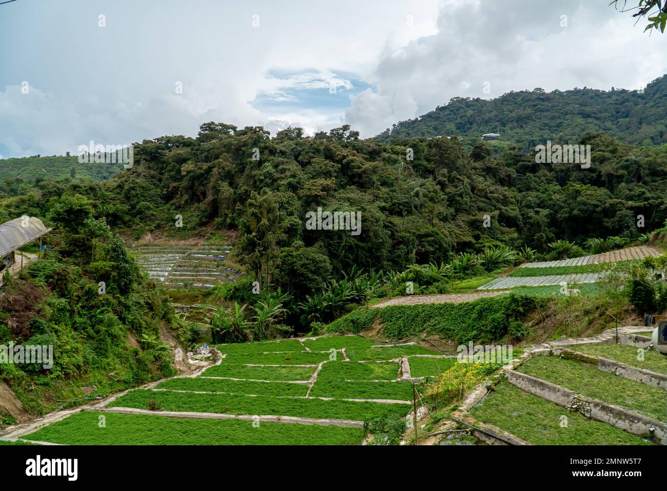 Landscape of watercress plantation, terraced vegetable fields. Farming ...