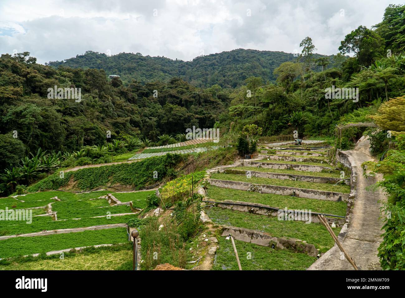 Landscape of watercress plantation, terraced vegetable fields. Farming ...