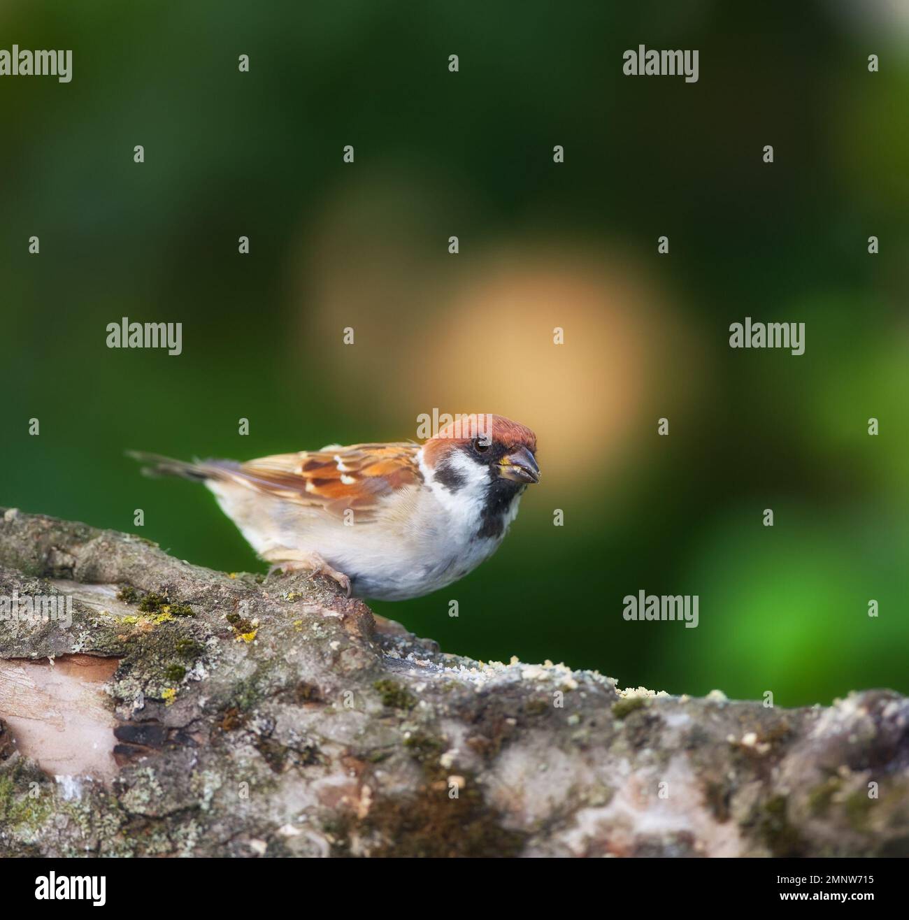 Sparrow. Sparrows are a family of small passerine birds, Passeridae ...