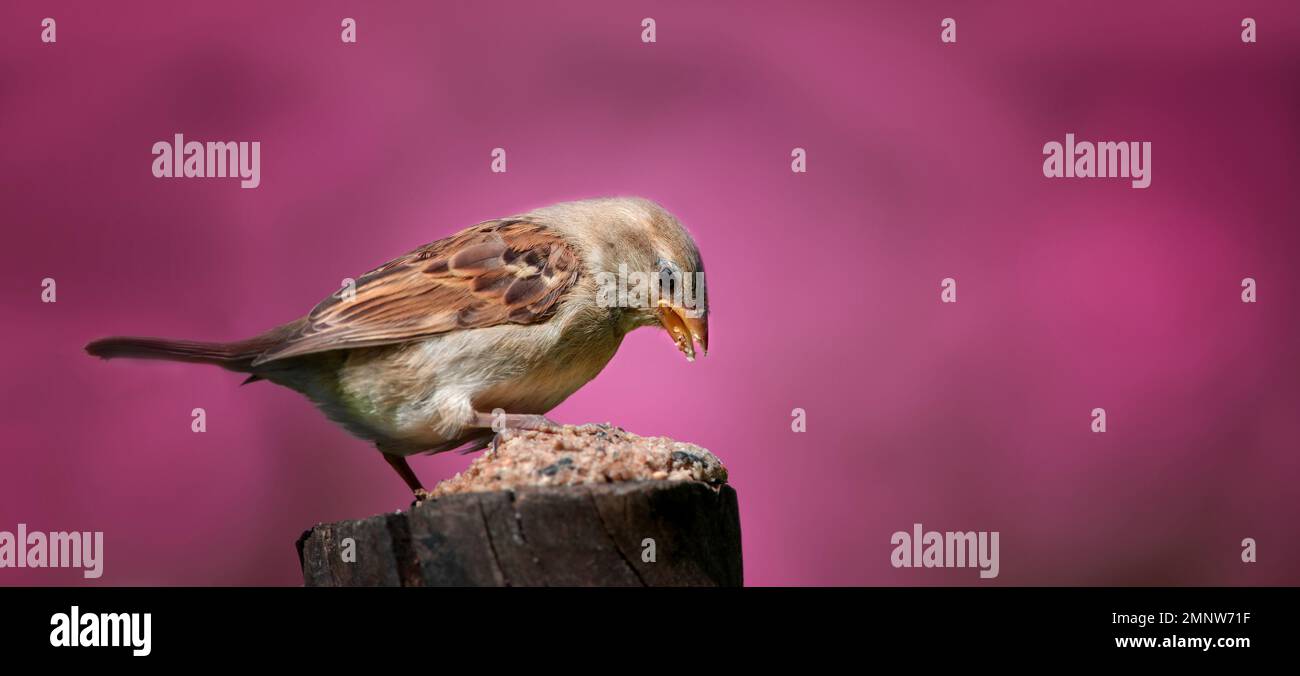 Sparrow. Sparrows are a family of small passerine birds, Passeridae ...