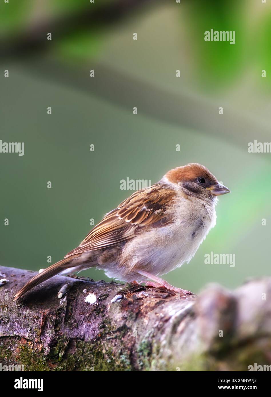 Sparrow. Sparrows are a family of small passerine birds, Passeridae ...