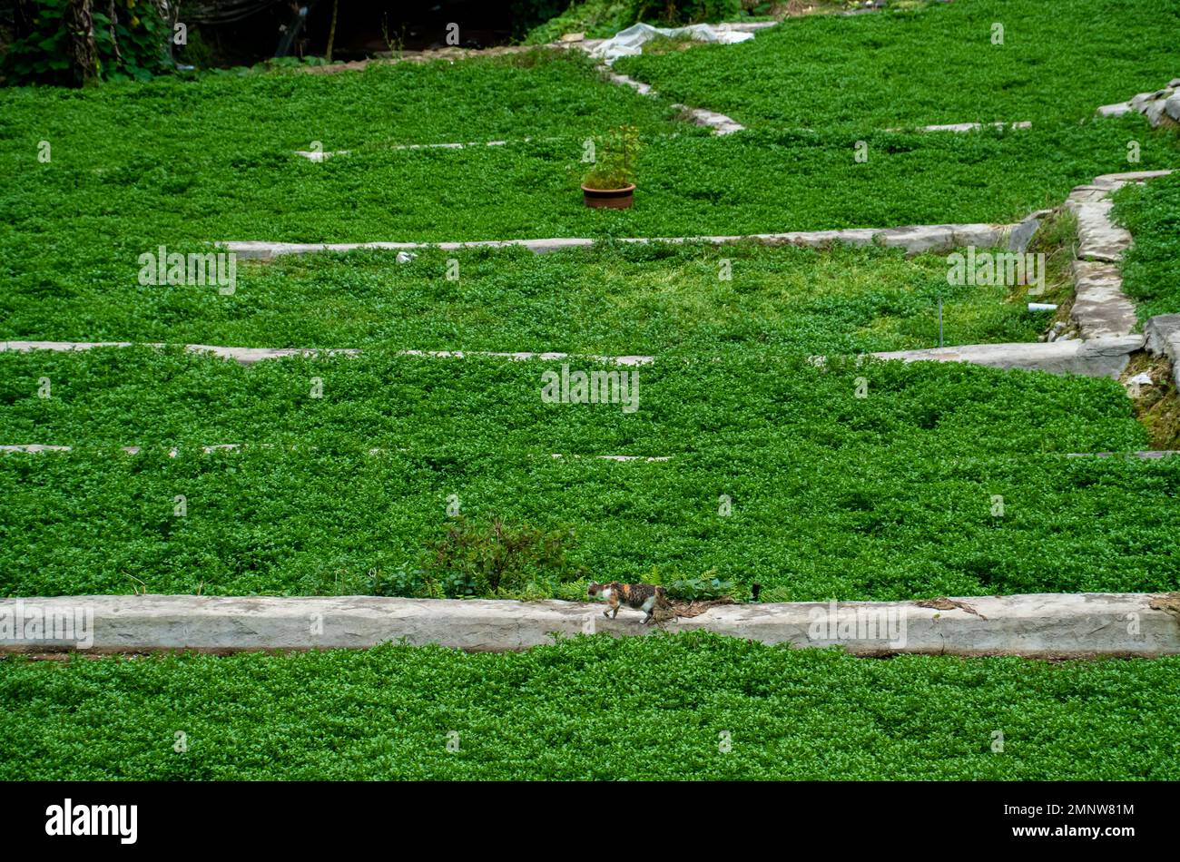 A cat walking on watercress field. Agriculture green leaf vegetable ...