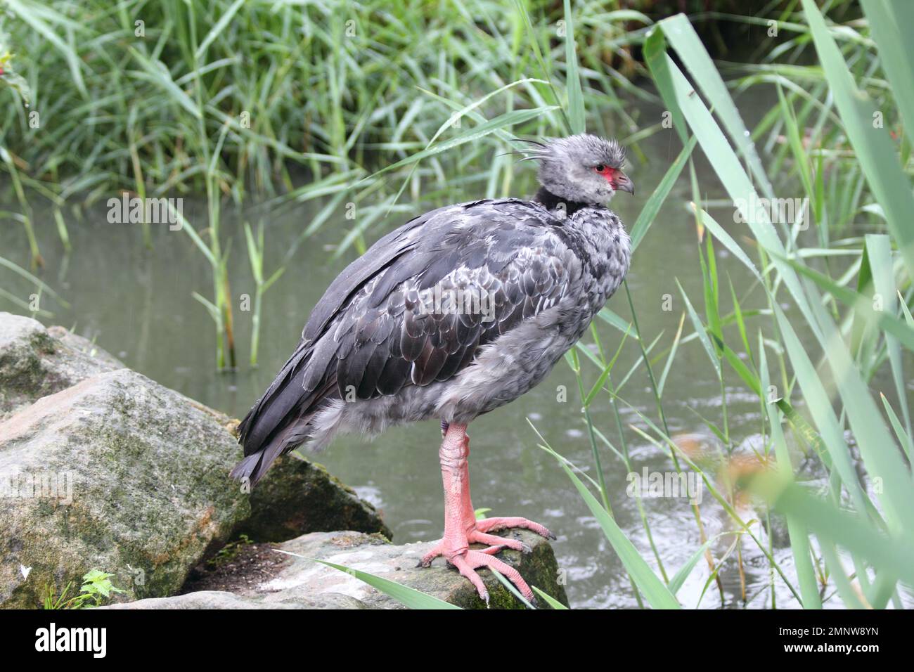 The southern screamer (Chauna torquata), also known as the crested ...
