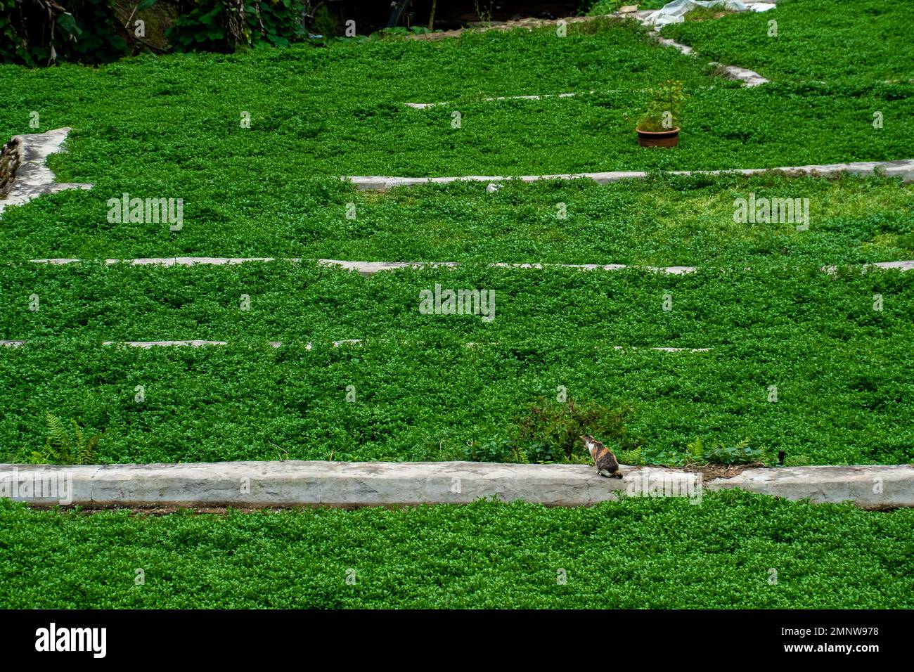 A cat sitting on watercress field. Agriculture green leaf vegetable ...