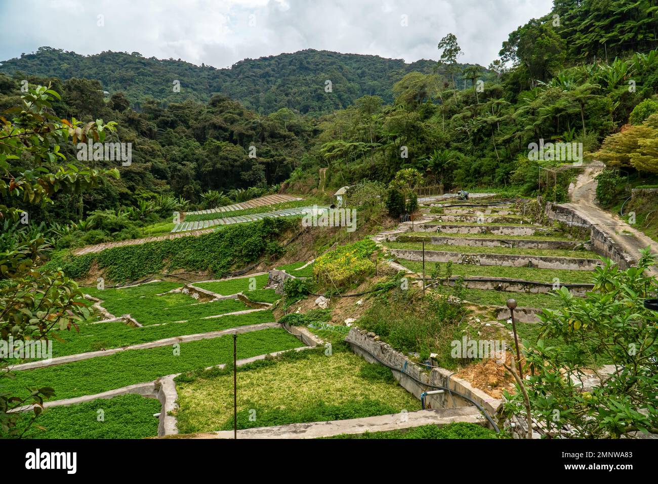 Landscape of watercress plantation, terraced vegetable fields. Farming ...