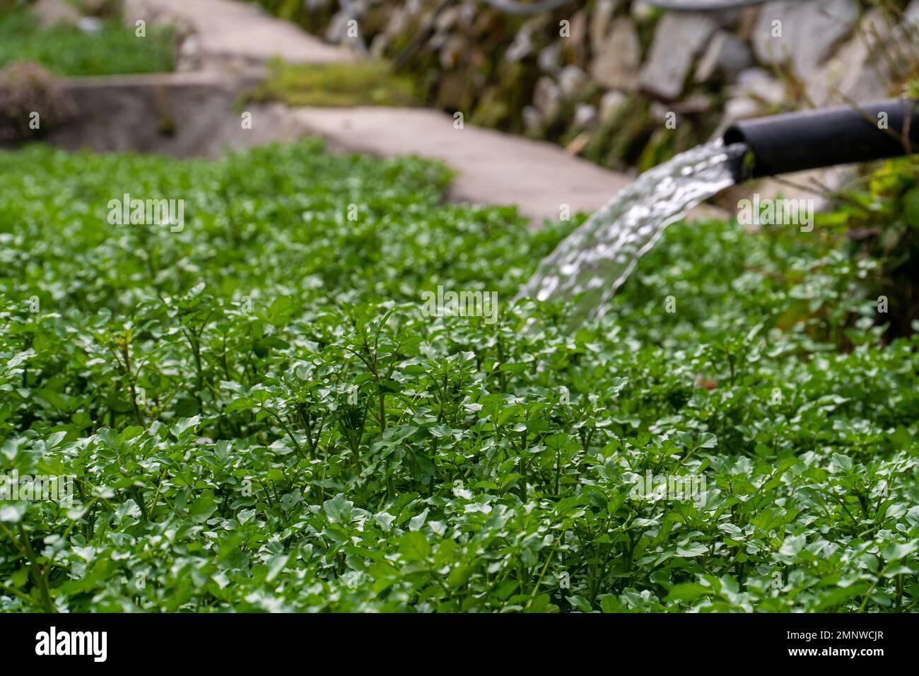 Watercress cultivation hi-res stock photography and images - Alamy
