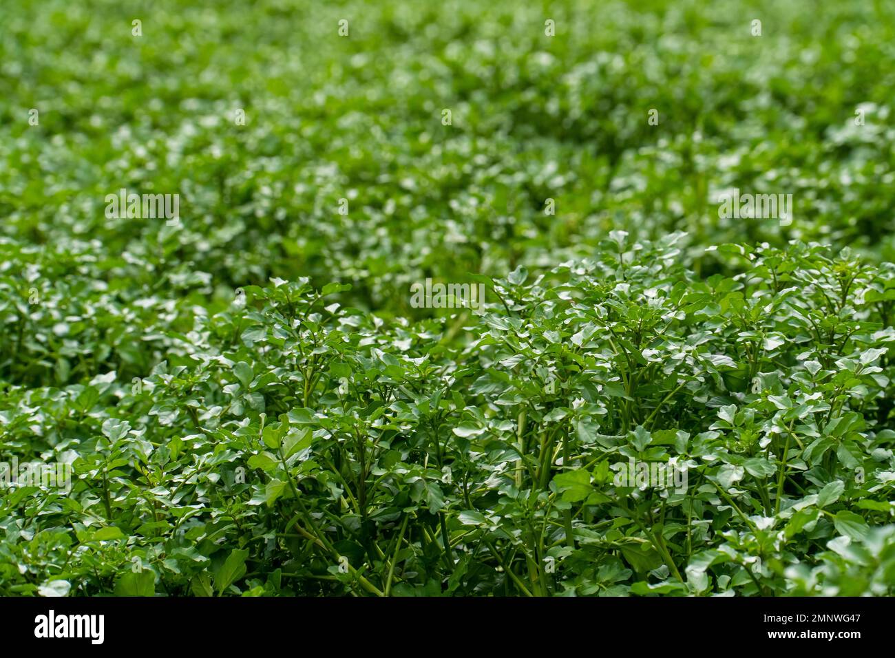 Watercress plants in the watercress farm. Close up green fresh leaves ...