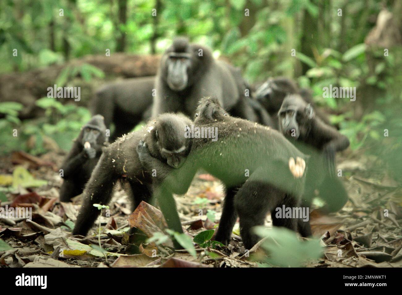 Macaque wrestle hi-res stock photography and images - Alamy