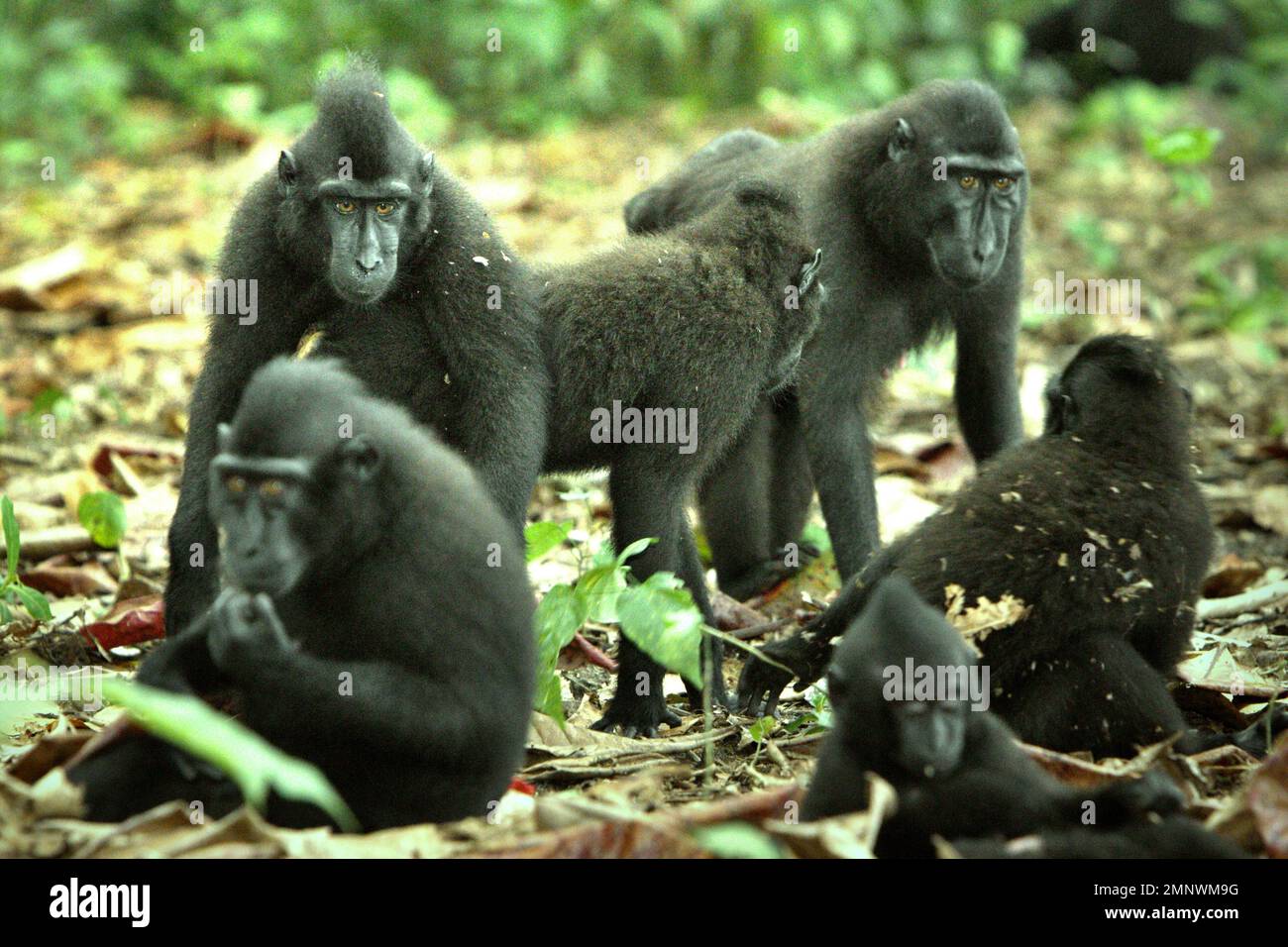 A group of Sulawesi black-crested macaque (Macaca nigra) in Tangkoko ...