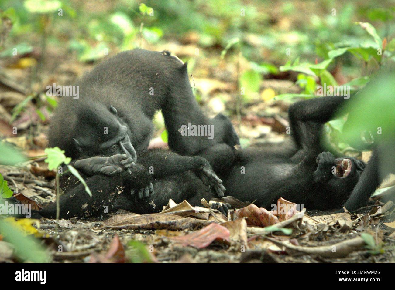 Sulawesi black-crested macaques (Macaca nigra) are involved in ...