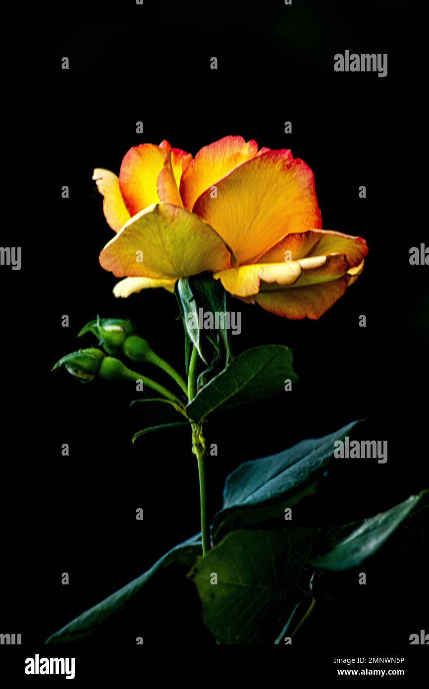 Descriptive image hi-res stock photography and images - Alamy