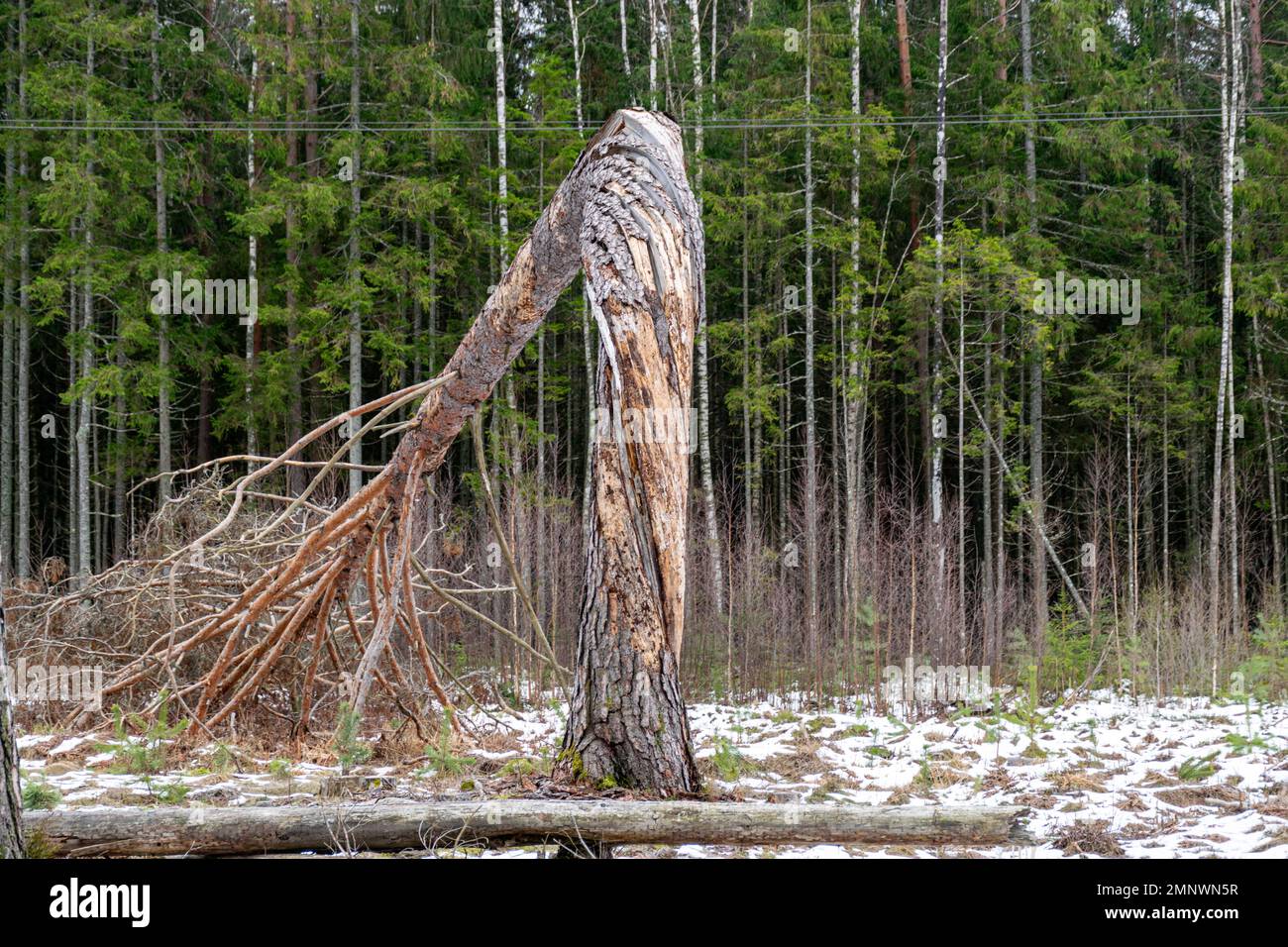 winter landscape with a lonely pine tree in the middle of a clearing, a ...