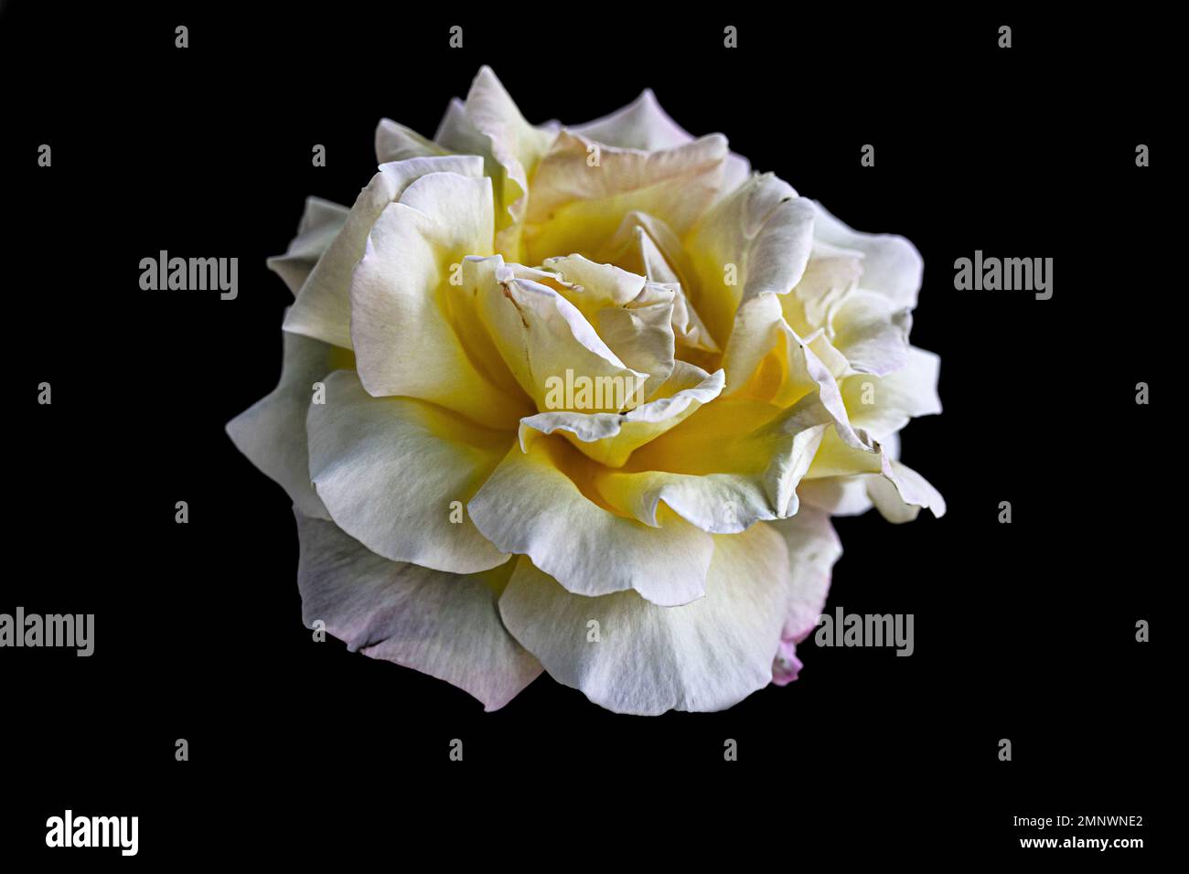 Still rose image hi-res stock photography and images - Alamy