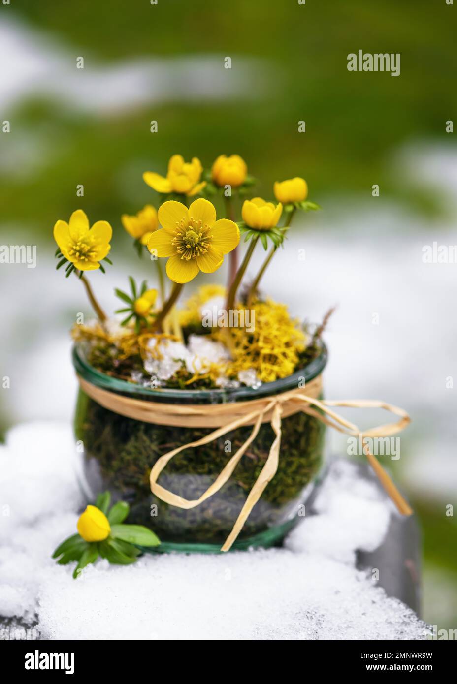 Handmade floristic arrangement with yellow Winter aconite flowers in a ...
