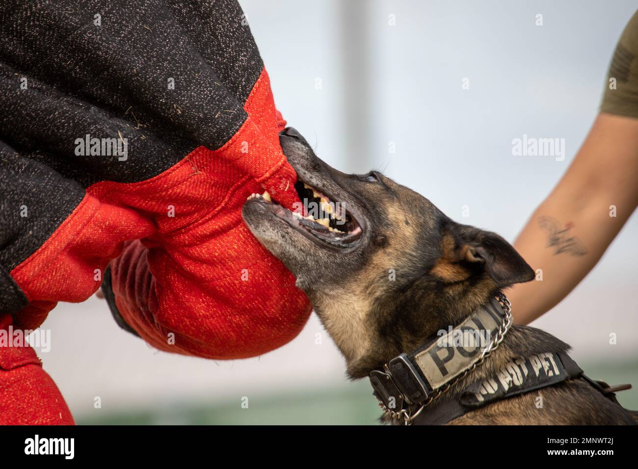 A military working-dog, assigned to Marine Corps Air Station Iwakuni ...