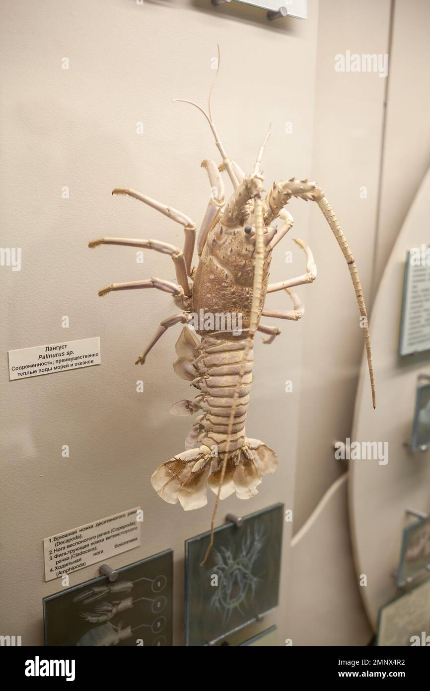 20.11. 2022, Moscow, Russia, Yu.A. Orlov Paleontological Museum ...