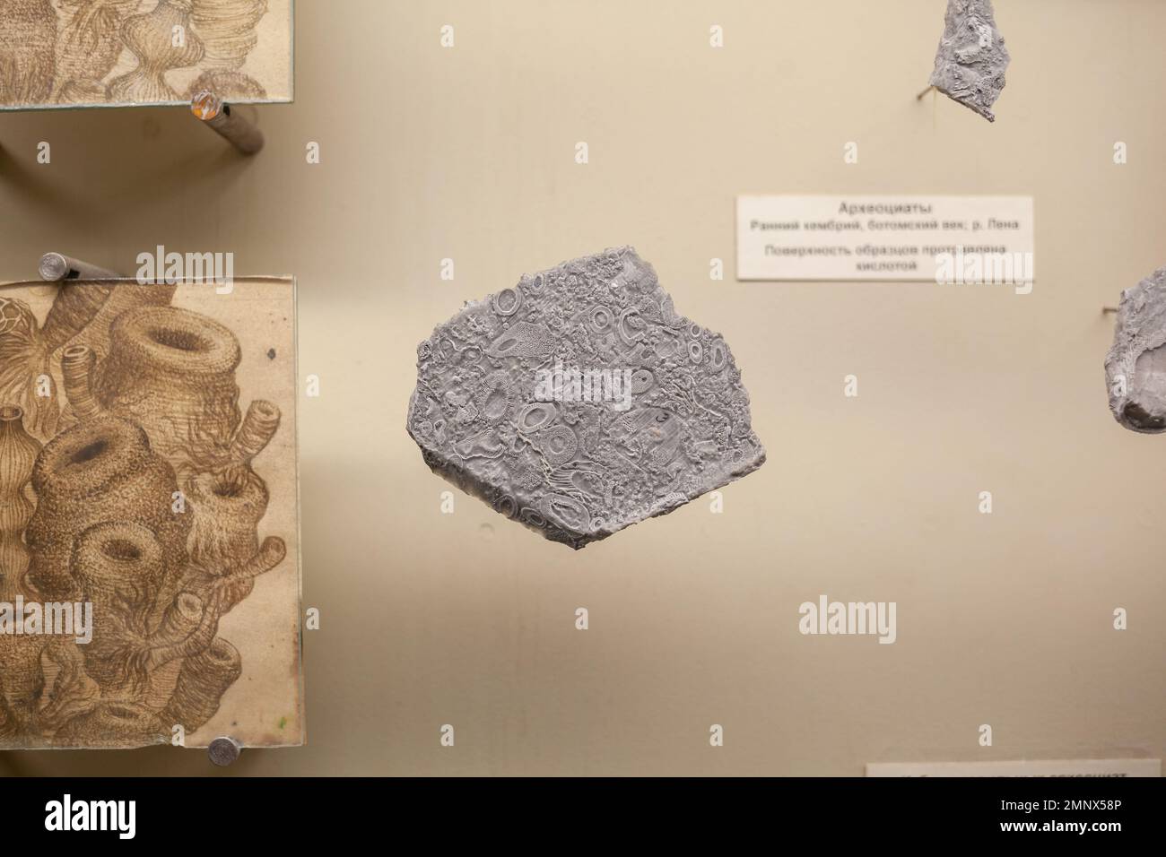 20.11. 2022, Moscow, Russia, Yu.A. Orlov Paleontological Museum ...