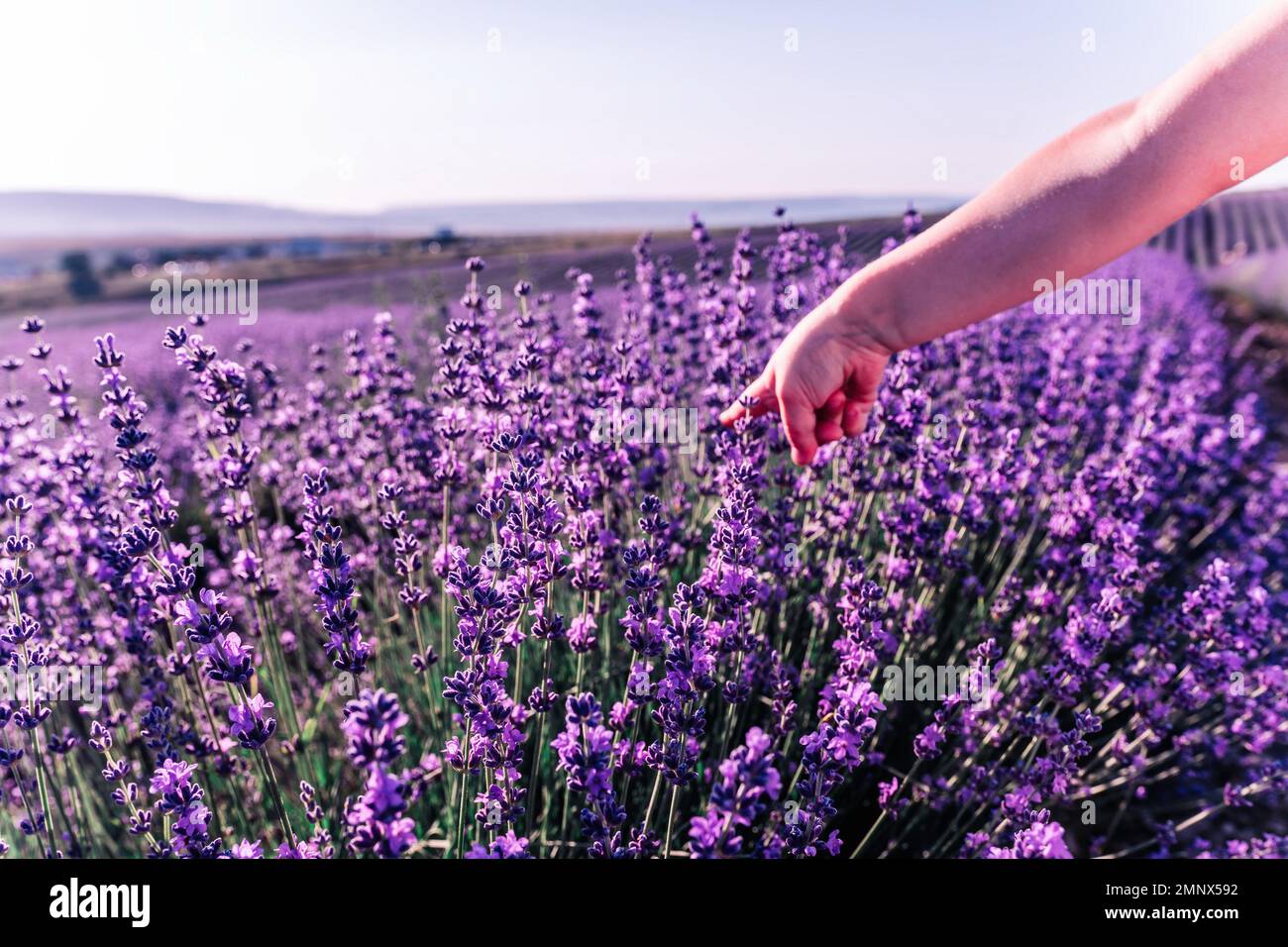 Beautiful lavender field in sunset hi-res stock photography and images ...