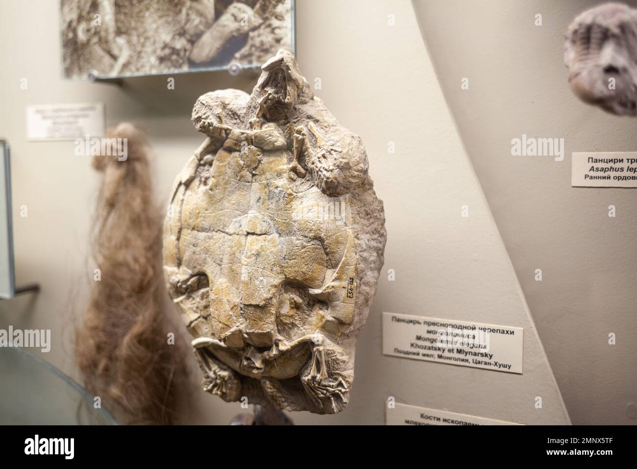 Orlov paleontological museum hi-res stock photography and images - Alamy