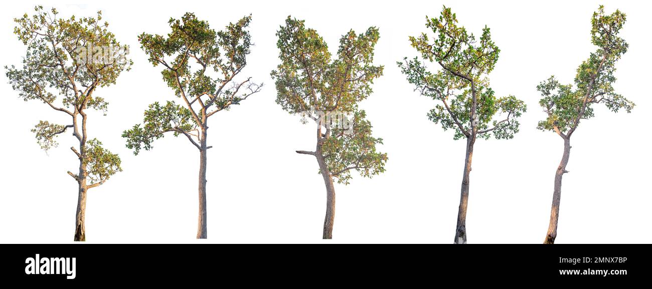 Set of tree isolated on white background Stock Photo - Alamy